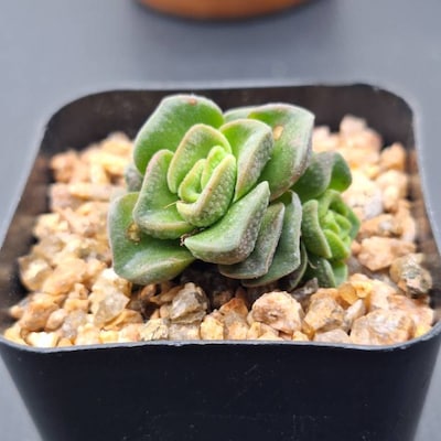 Crassula Mesembryanthemoides 'tenelli' Succulent Plant - Etsy