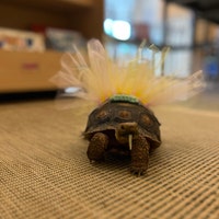 Teal White and Orange Tortoise Diaper - Etsy