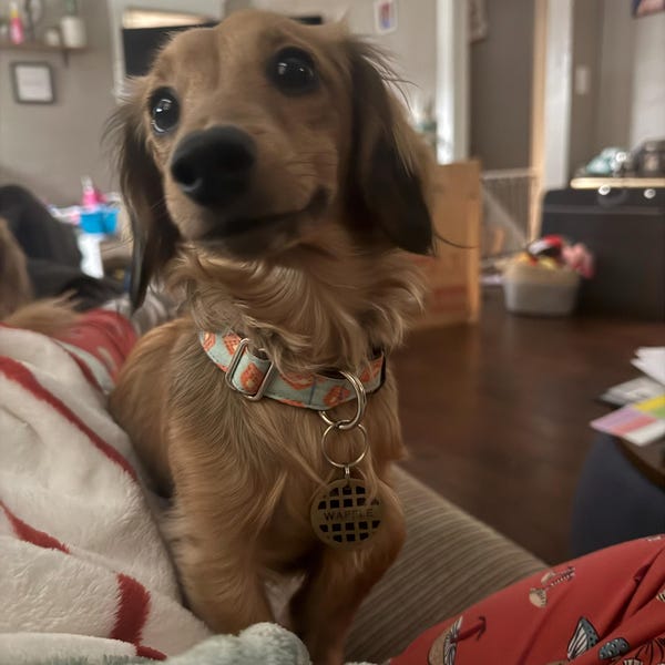 Pet ID Tag Waffles Shaped, Personalized Name Tag for Dogs, Name - Phone ...