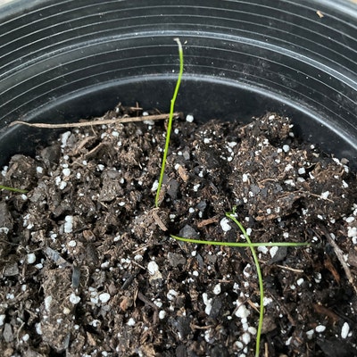 Organic Otto File Polenta Corn - Etsy