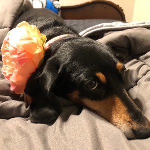 Thanks Dawg Greeting Card Thank you Card Dog thank you | Etsy