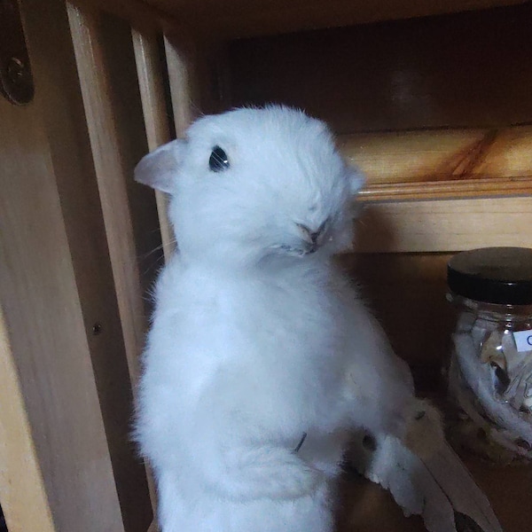 Taxidermy Rabbit,real Taxidermy Rabbit,oddity Home Decor,cute Rabbit ...