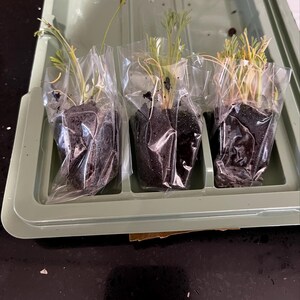 Lessing Feather Gass Stipa Lessingiana Ornamental Grass Plug Plant ...