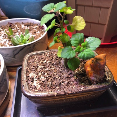 Bonsai Mint plectranthus Ernstii Caudex - Etsy