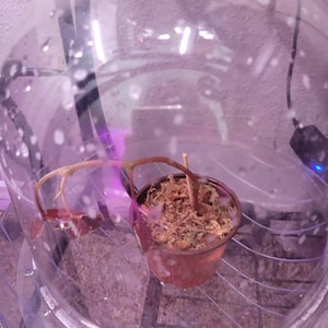 Philodendron Persimmon Princess - Etsy