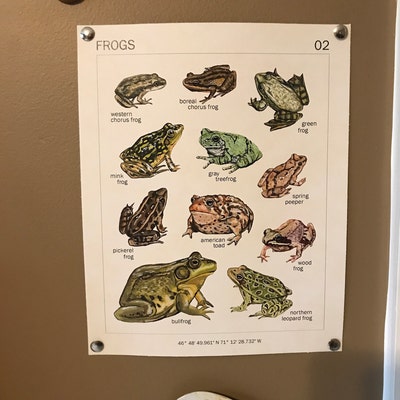 FROG ART PRINT 8x10 Vintage Poster Frog Decor Cottagecore Room Decor ...