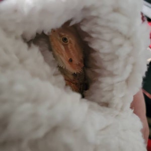 Bearded Dragon Carrier With Black Strap Variations - Etsy