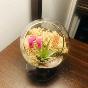 Air Plant Terrarium With Pink Rose Quartz / 4 Round Glass Pedestal ...