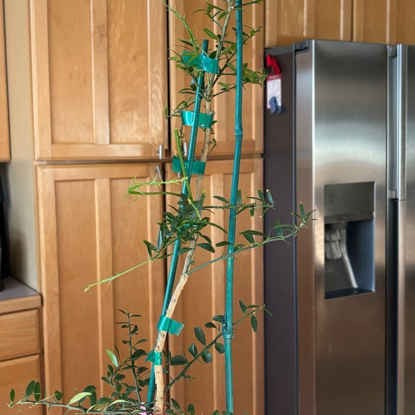 Finger Lime Tree , 1/2 Gallon Pot - Microcitrus Australasica in 1/2 Gal ...