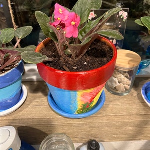 6 ZZ Plant, Zamioculcas Zamiifolia, Zee Zee Plant, Aroid Palm ...