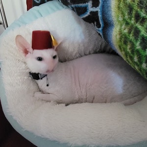 Fez Hat Mini Small Pet Cat Dog Hedgehog Vogue Guinea Pig - Etsy