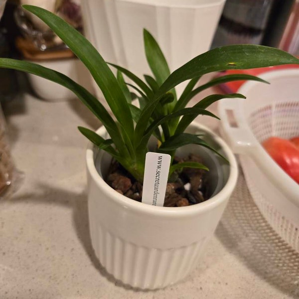 Oncidium Twinkle 'fantasy' Miniature Orchid, Shipped in 2.5" Pot - Etsy
