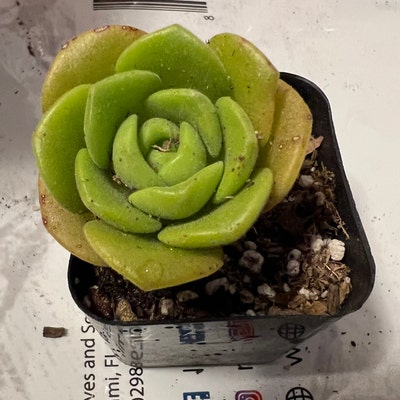 Sedum 'blue Spruce' / Stonecrop / Ground Cover / - Etsy