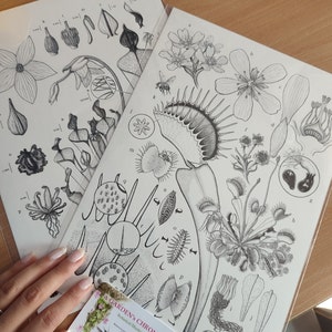 ORIGINAL Nepenthes Talaandig Pencil Drawing - Etsy