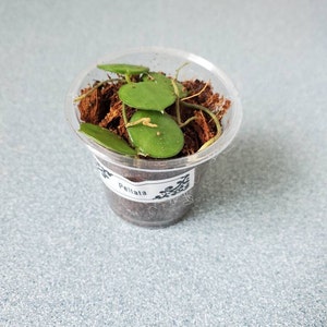 E0099 Rare Hoya Bahoi Rooted HUGE LEAVES - Etsy