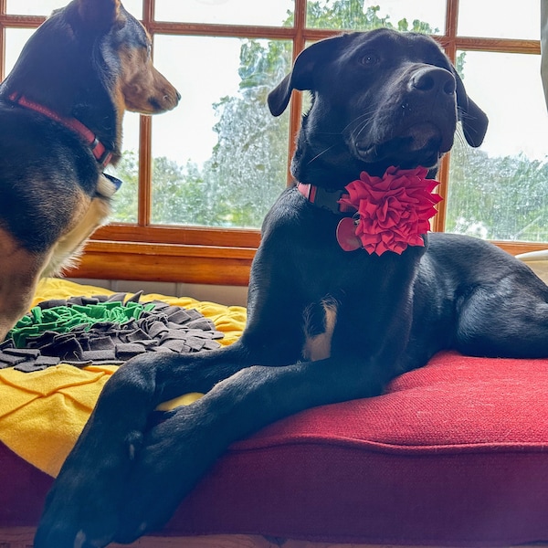 Poppy Flowers Adjustable Dog Collar, Poppy, Dog Collar, Dog Collars ...