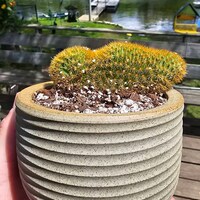 2, 4, 6 Pot of Eve's Pin Needle Cactus - Etsy
