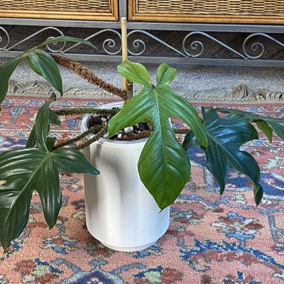 Sitting Chick Plant Pot Cute Animal Planter Minimalistic Decor 3D ...