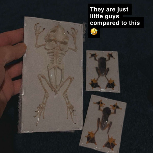 TWO (2) Javanese Toad Skeleton (duttaphrynus Melanosticus) Skeleton ...