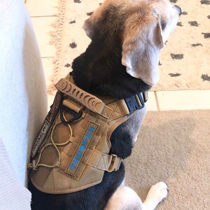 USA America Flag K9 2x3.5 Handler Dog Paw Lasercut - Etsy