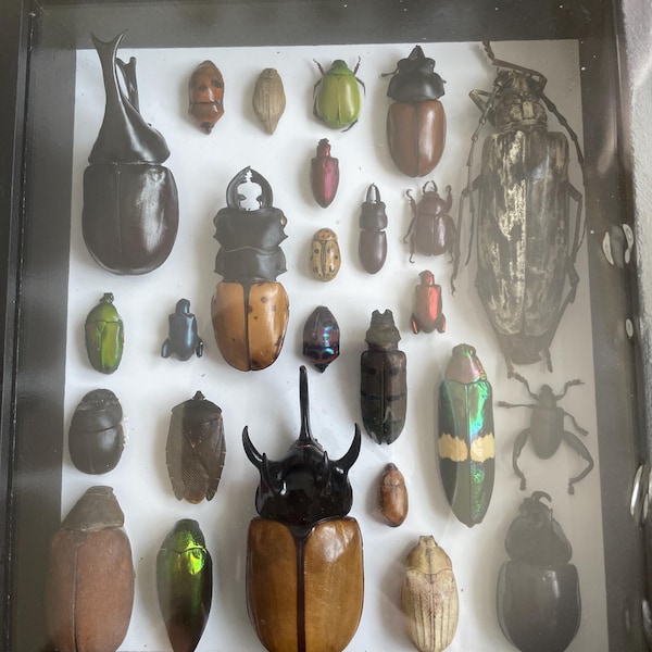 Mix Real Beetle Insect Bug Taxidermy Entomology Display Wood Box Case ...