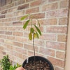 Pheasant Wood, Kassod senna Siamea Rare Hardwood Tree Live Plant - Etsy