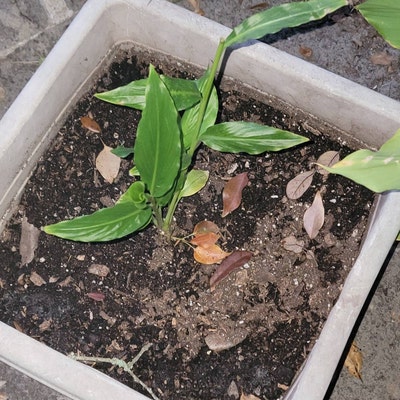 Thai Ginger Plant Alpinia Galanga Ginger Plants to Grow Live - Etsy