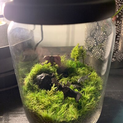 Moss Terrarium wee Ireland - Etsy