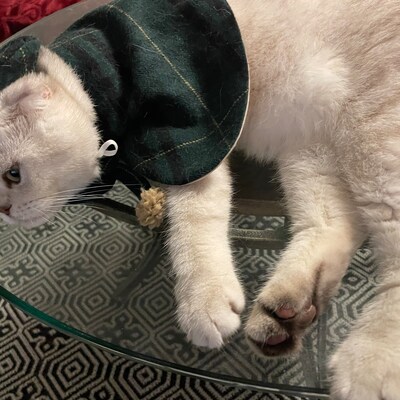 Beret and Cape for Pets, 2 Piece Costume for Cats and Dogs, Pet Cloak ...