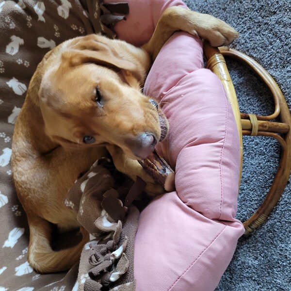 Moose Antler Base Dog Chews-large - Etsy