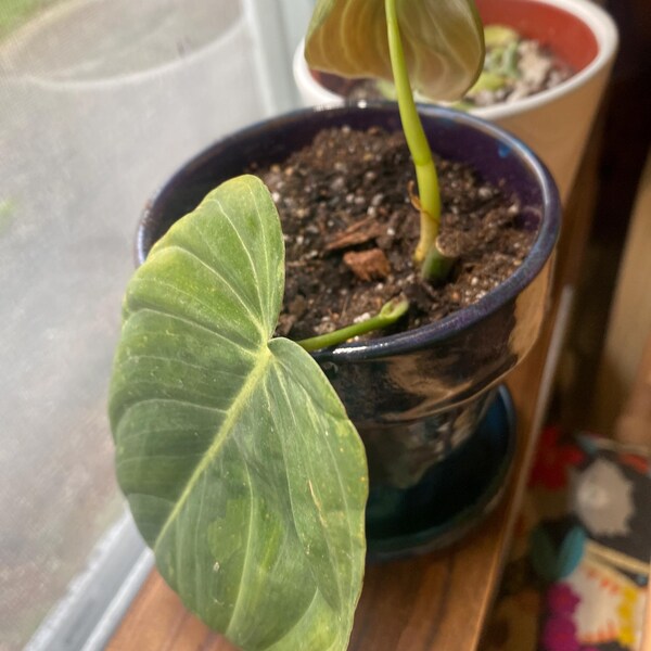 Anthurium Zara X Michelle Doc Block Hybrid - Etsy