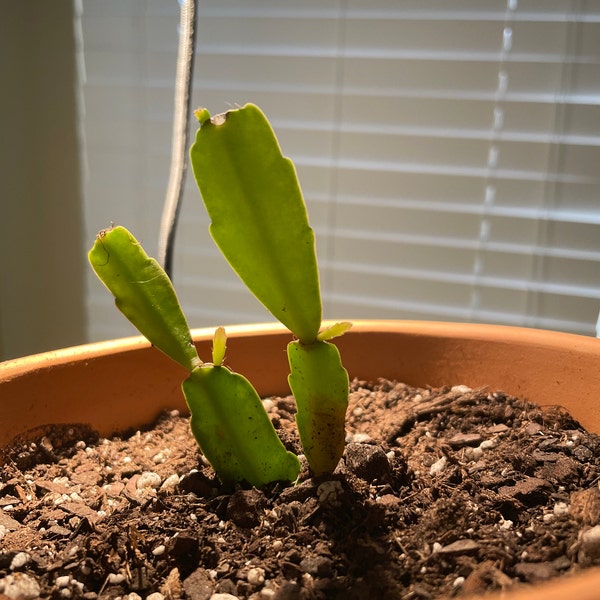 Sunset Snappy Blanket Flower Perennial Seeds - Etsy