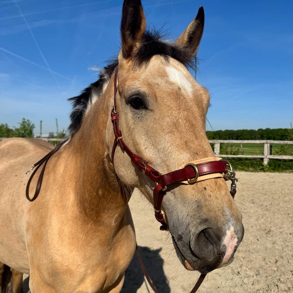 Anatomical French Bridle Lazypony With Reins, Leather Custom Bridle ...