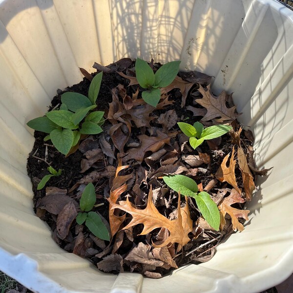 Freeze Dried Organic Comfrey Leaves Fresh Cut! Use This Instead as ...