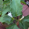 40 Seeds Mingus Alex Dahlia Seeds Pollinator Friendly Open Pollinated ...
