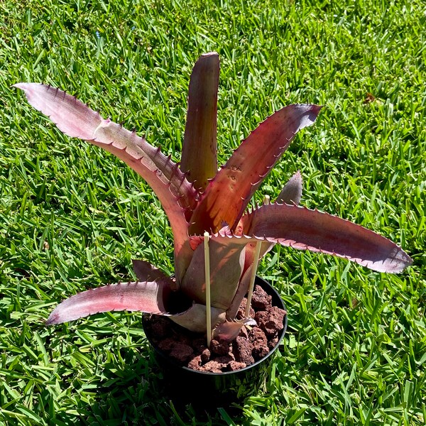 Bromeliad Portea jungles Small Pup - Etsy
