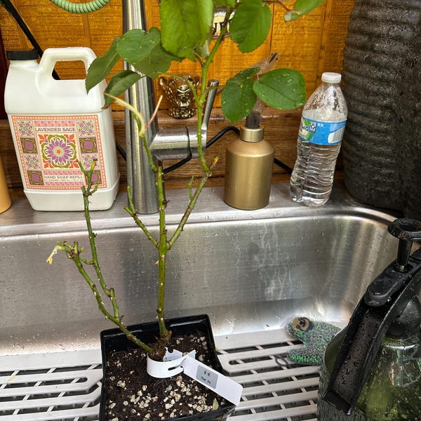 Rose M-perzik US Seller 佩尔朱克 1 Gallon - Etsy