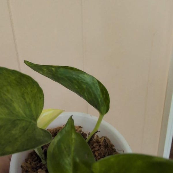 Valencia Teruno Pothos - Etsy