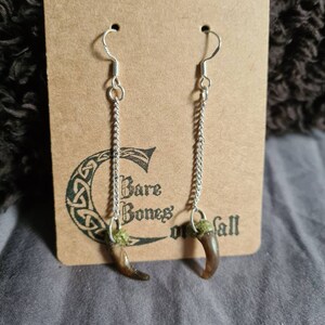 Real Mole Bone Displays. Bone Display. Mounted Mole Bones. | Etsy UK