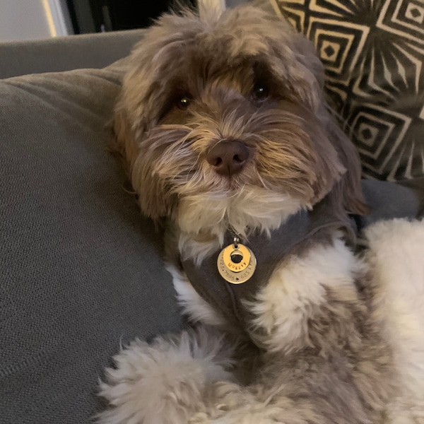 Moon Shadow Rugged Stainless Steel and Brass Dog Tag - Washer Pet ID ...