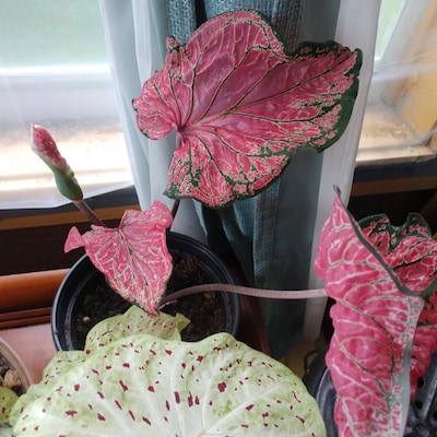 Pink Princess Symphony Caladium Bulbs Live Plant ALL Starter - Etsy Ireland