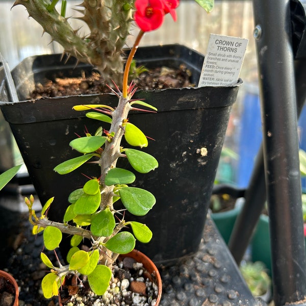 Dwarf Crown of Thorns Red Form (euphorbia Milii Imperatae) - Etsy