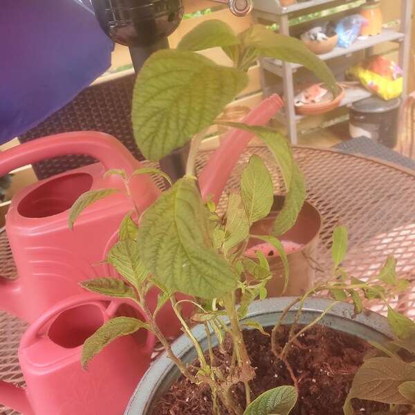 FIREBUSH Firefly Dwarf Scarlet Red Shrub Live Plant Orange Yellow ...