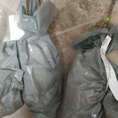 Salix Koriyanagi 'rubykins' Korean Basket Willow - Etsy