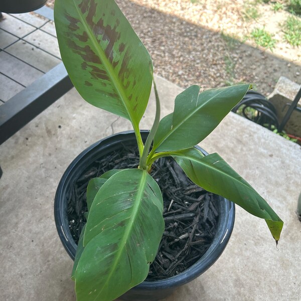 Tromboncino Rampicante Huge Italian Heirloom Zucchini Squash Vegetable ...