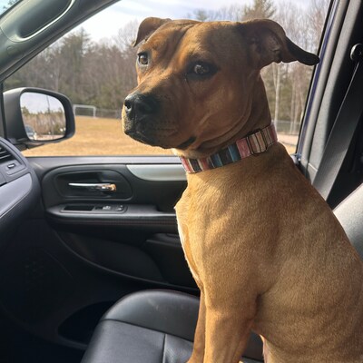 Dusty Rose Boho Guatemalan Dog Leash Mayan DESERT DAWN - Etsy