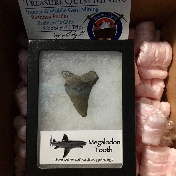Megalodon Shark Tooth Fossil in Display Case - Etsy
