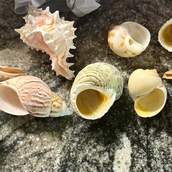 100% Real Large 1-6" You Pick Size Spikey Murex Pectin Venus Comb ...