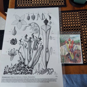 ORIGINAL Nepenthes Talaandig Pencil Drawing - Etsy