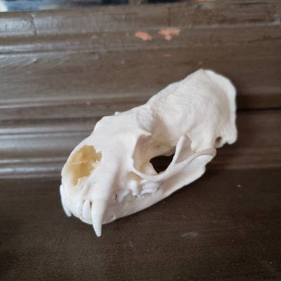 Complete Ethically Sourced Mink Skulls-real - Etsy